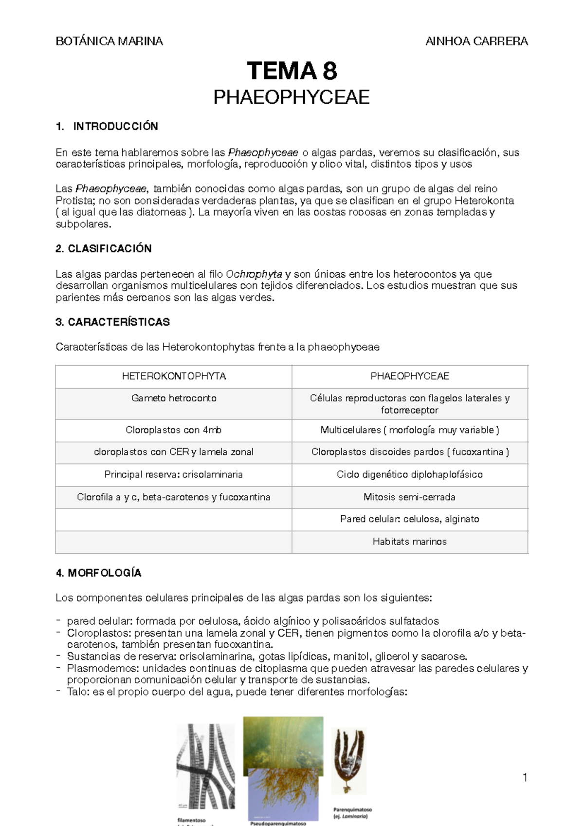 TEMA8- BOTÁNICA Marina - TEMA 8 PHAEOPHYCEAE 1. INTRODUCCIÓN En este ...