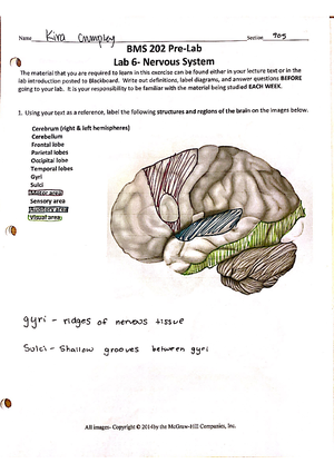 Anatomy and Physiology Chapter Notes Unit 2 - Anatomy and Physiology ...