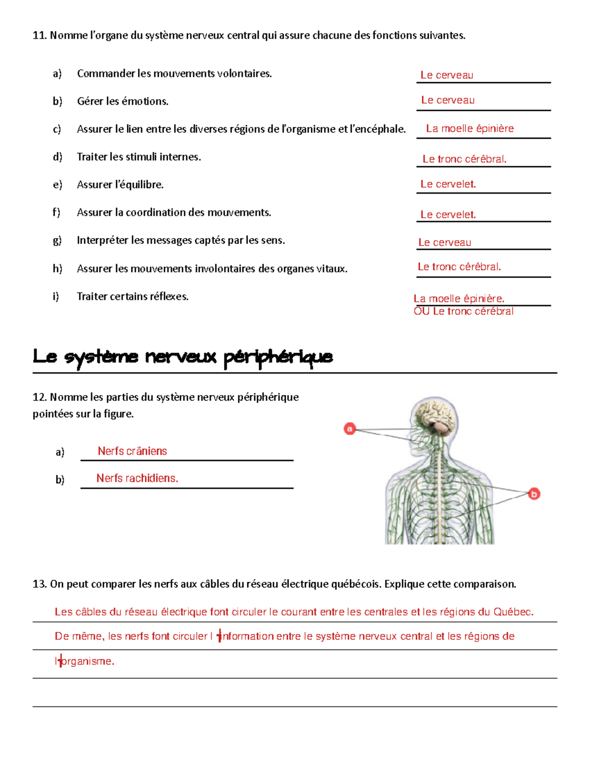 Corrigé SNP ex.12 à16 - Essai - Nomme l’organe du système nerveux central qui assure chacune des ...