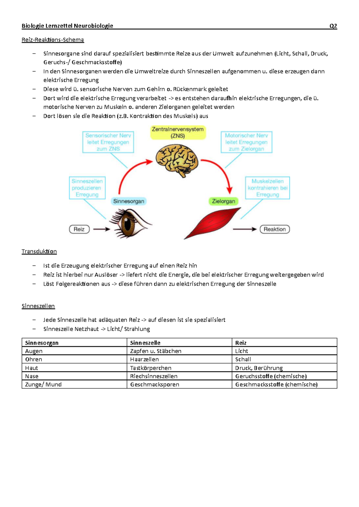 Biologie Lernzettel Neurobiologie - Reiz-Reaktions-Schema − ...
