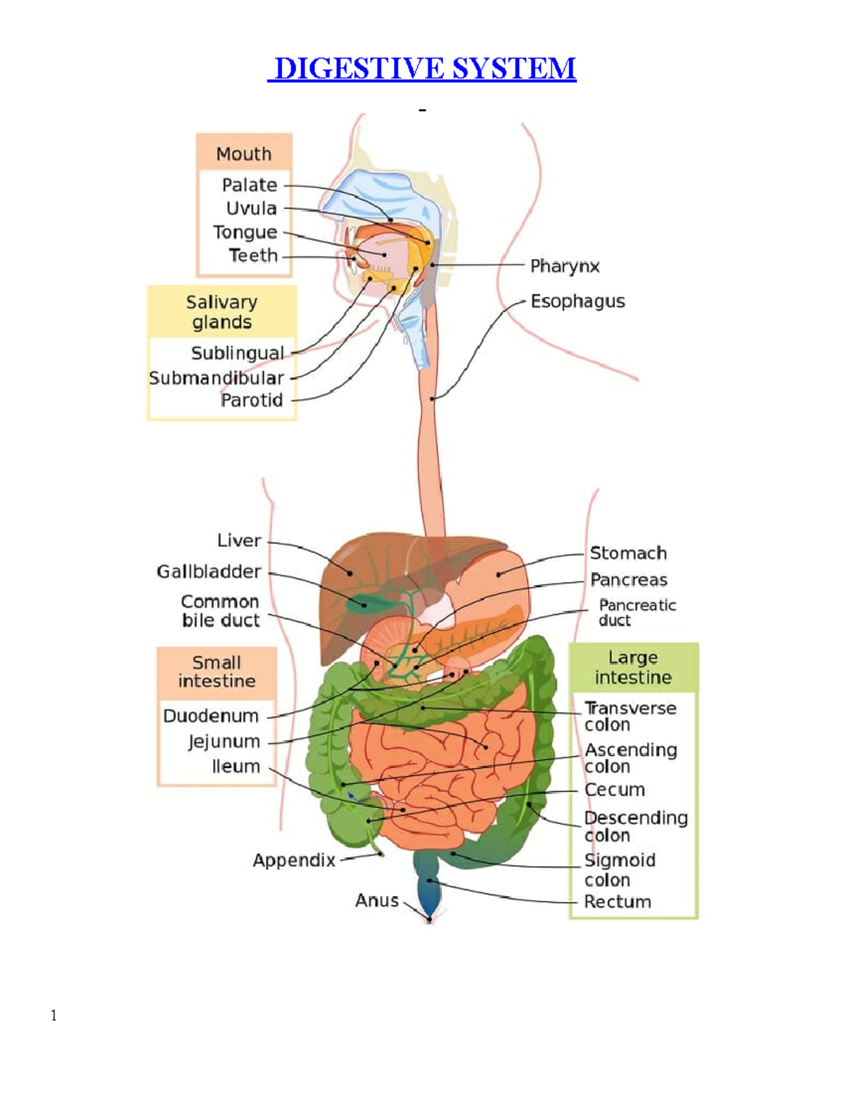 Digestive System Anatomy - DIGESTIVE SYSTEM Digestion is the breakdown ...