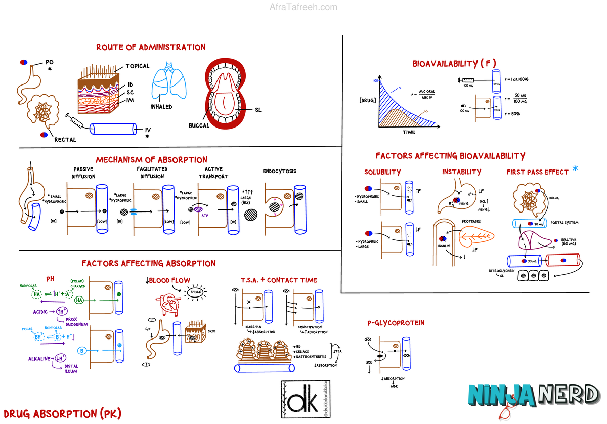 01 Drug Absorption [Illustrations - Key] atf - Public Health ...