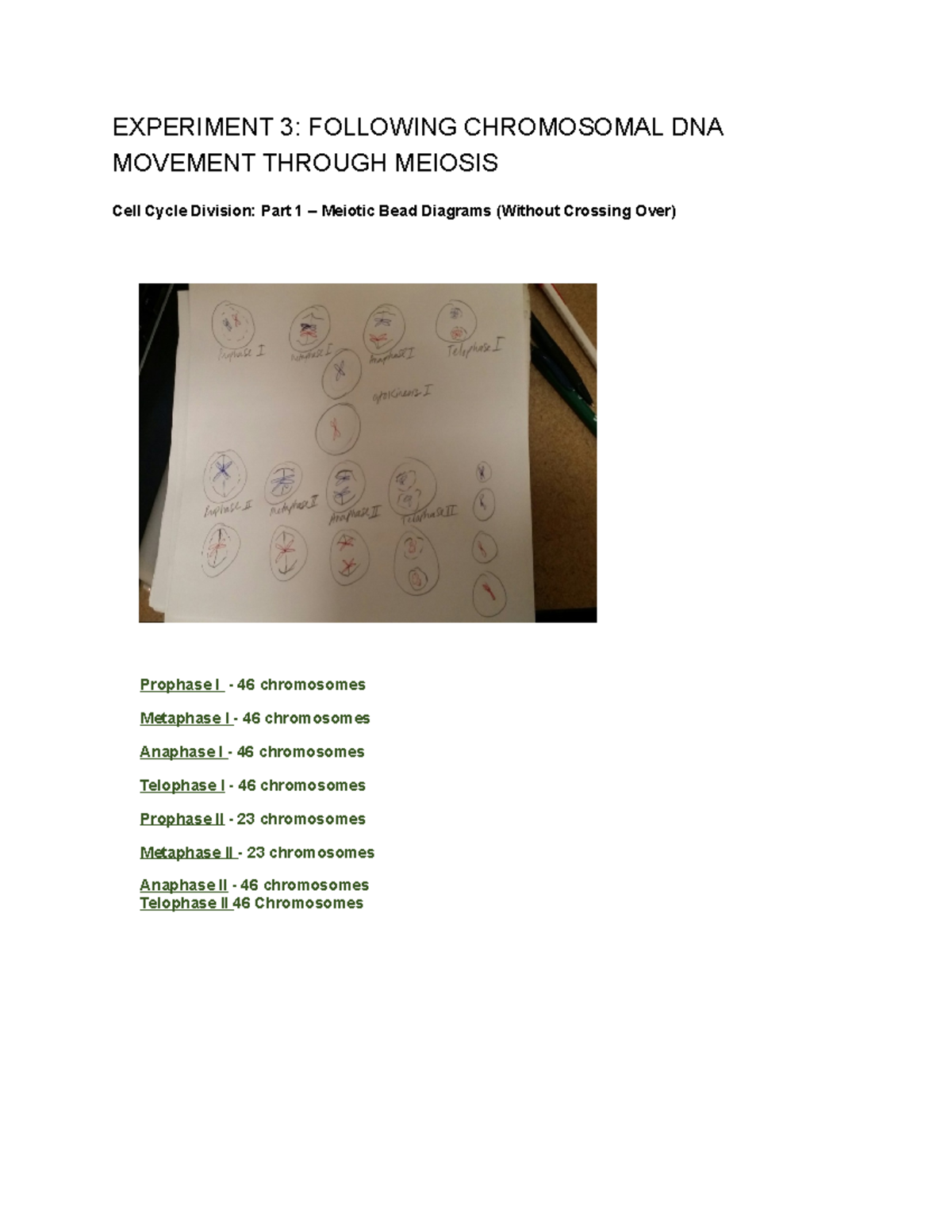 AP Experiment 3 - notes - EXPERIMENT 3: FOLLOWING CHROMOSOMAL DNA ...