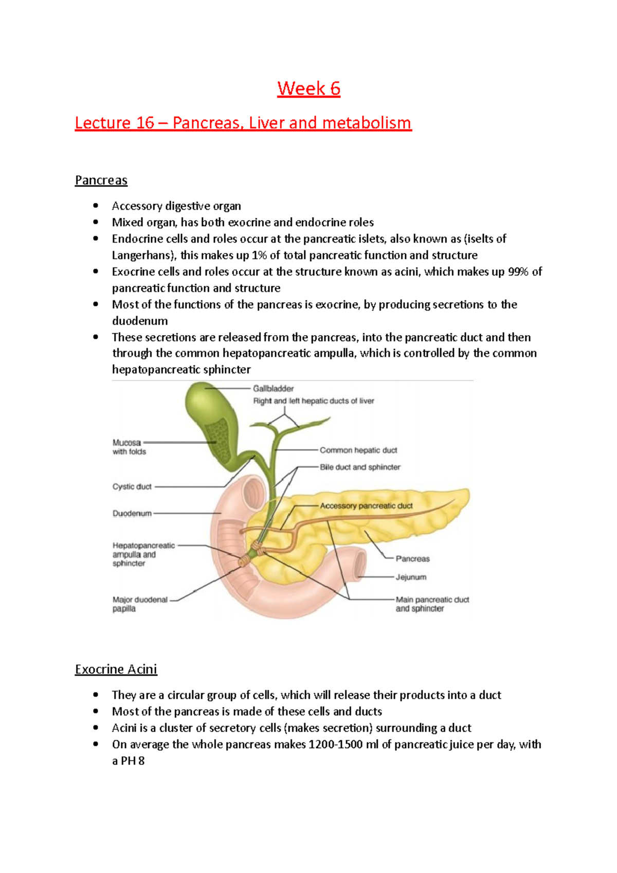 Week 6 - Notes on WK 6 material - Week 6 Lecture 16 – Pancreas, Liver ...