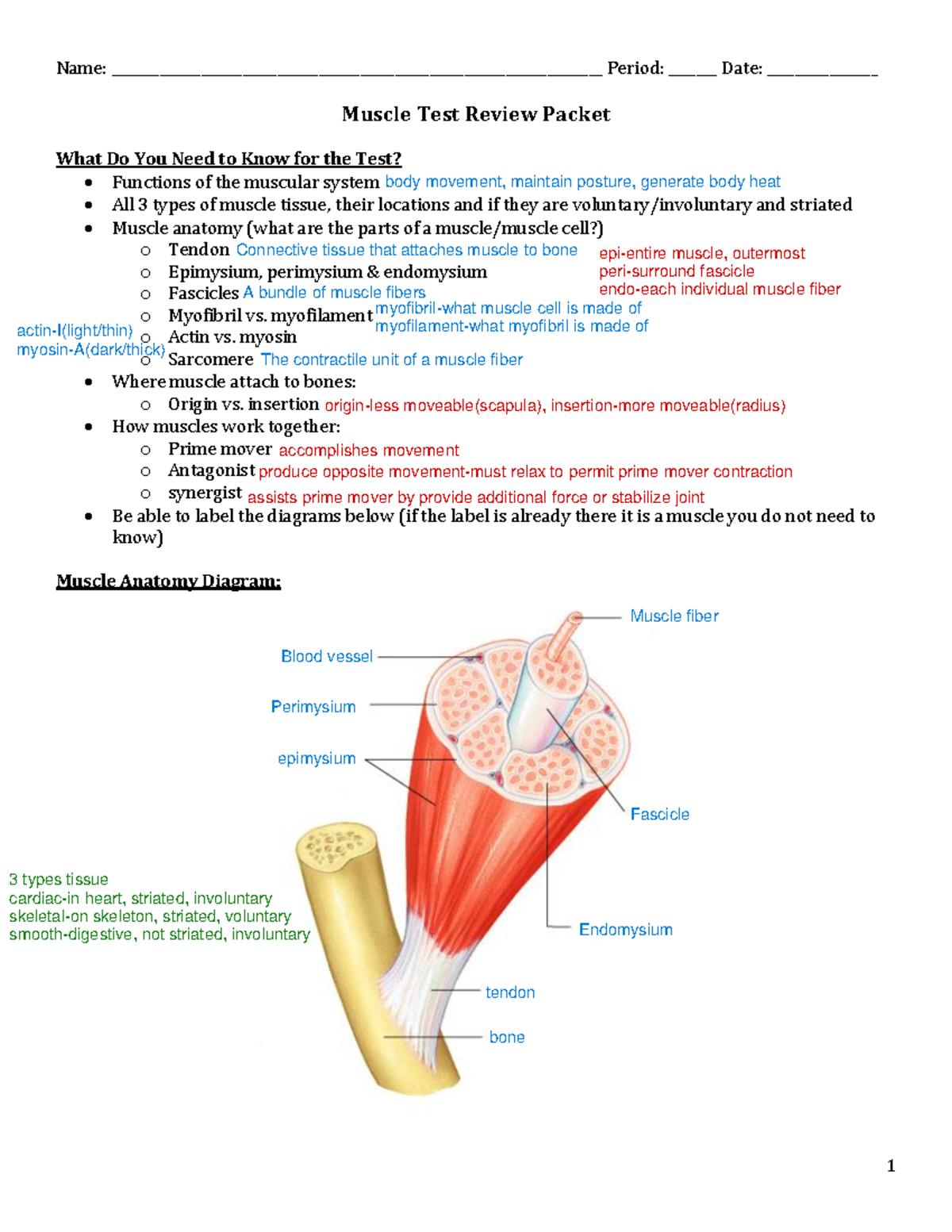Muscular System Test Review Packet - 1 Name: - Studocu
