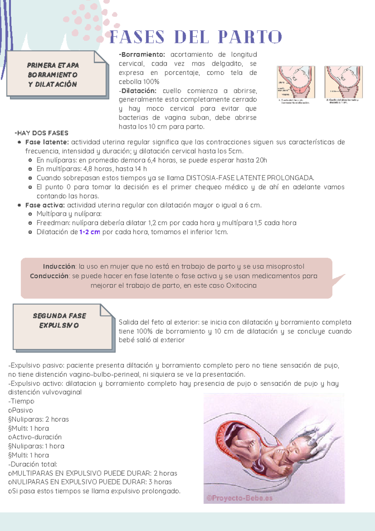 Fases del Parto - FASES DEL PARTO -Borramiento: acortamiento de ...