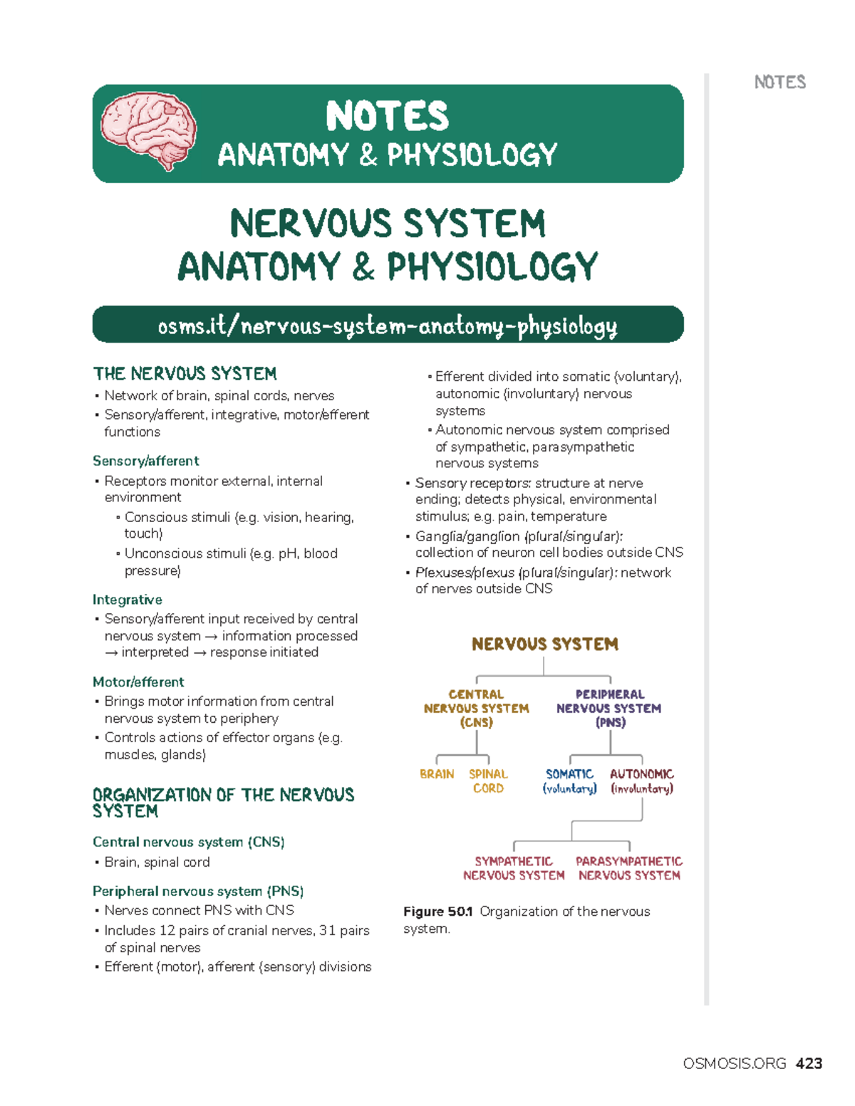 Anatomy and physiology of the eye - NOTES THE NERVOUS SYSTEM Network of ...