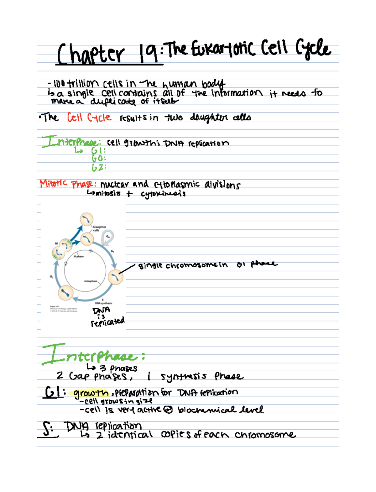 Chapter 19 Notes - Chapter 19 TheEukaryotic Cell Cycle 100 trillion ...