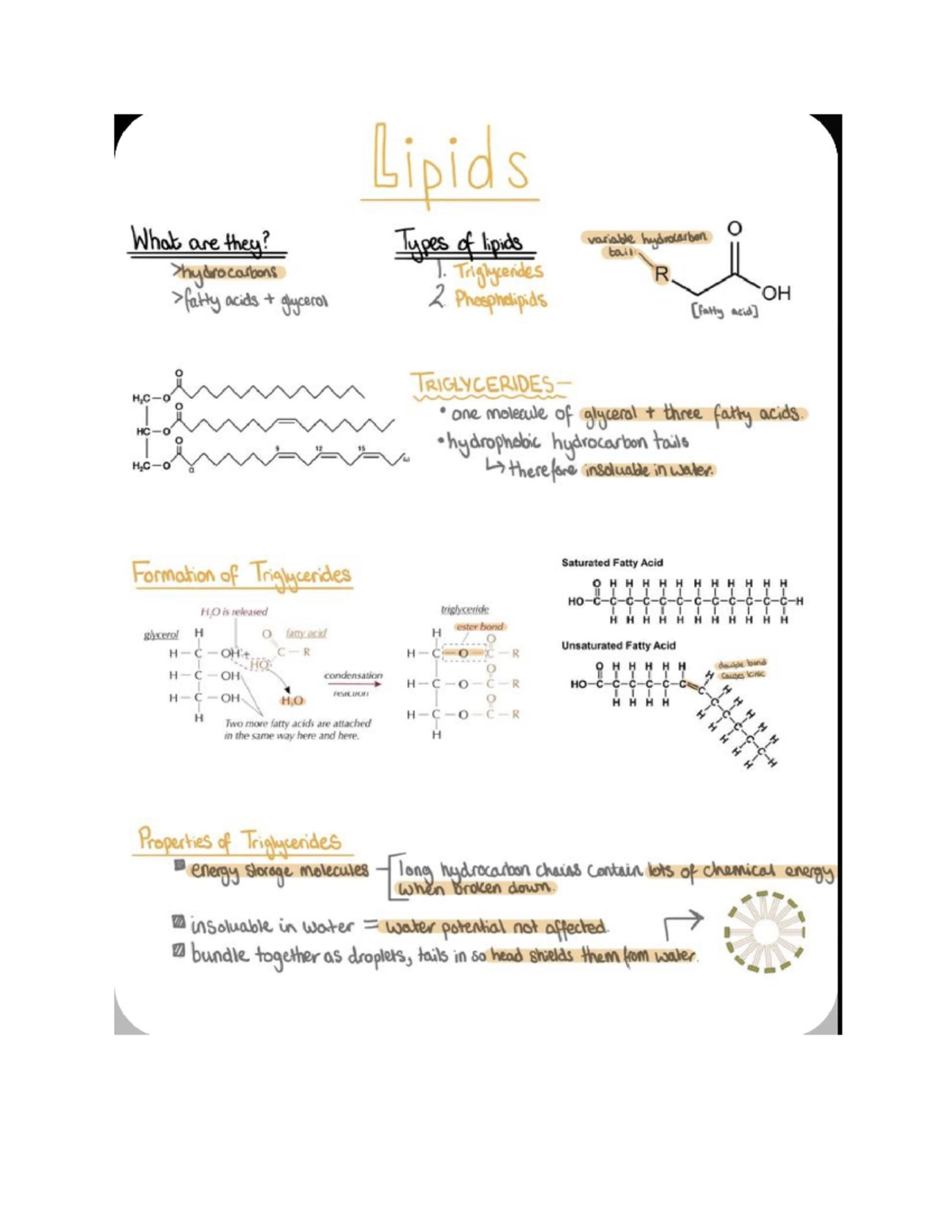 Exam 1 extra notes - BIOL 2402 - Studocu