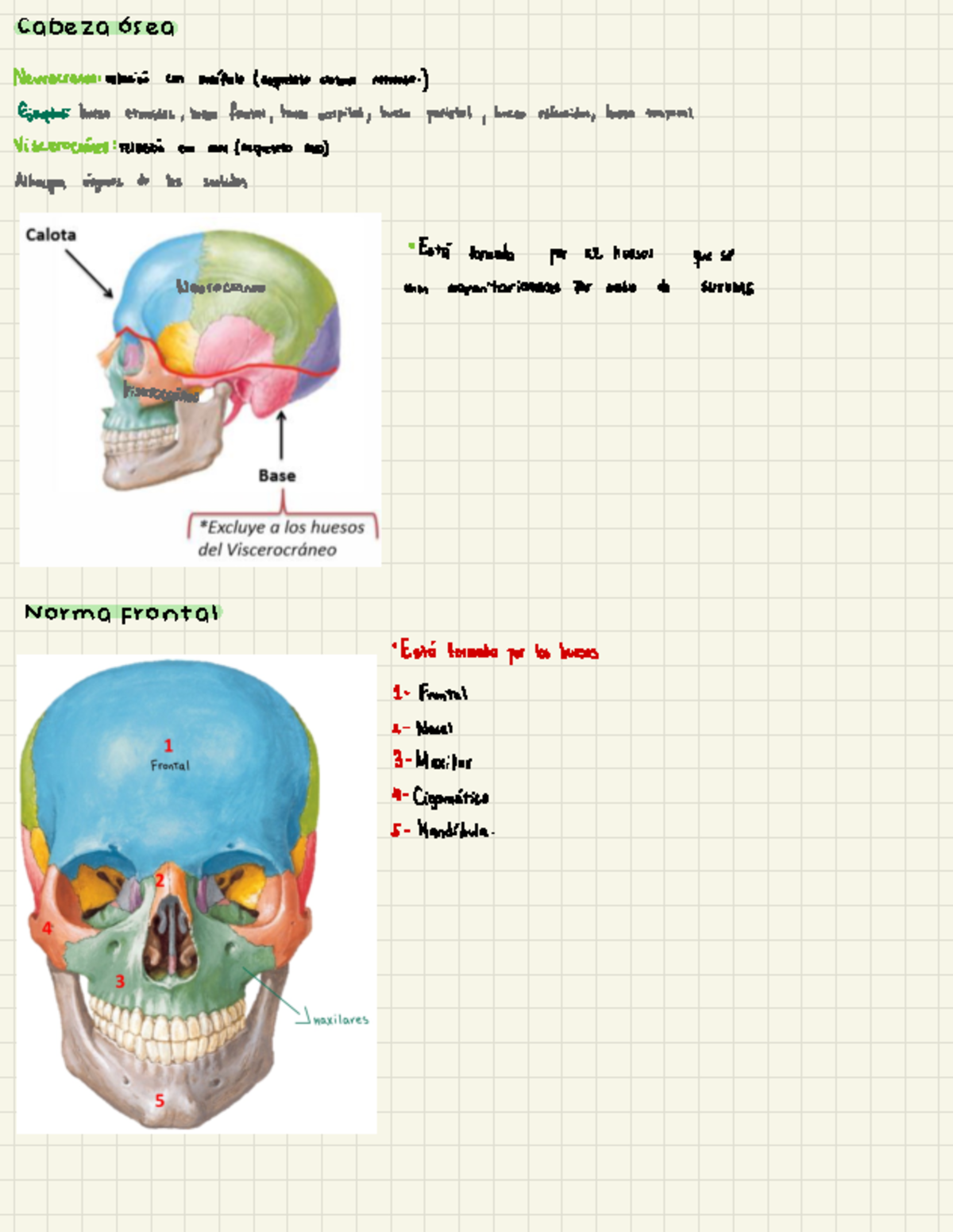 Anatomía Humana - Cabeza ósea Norma frontal Neurocraneo : relación con ...