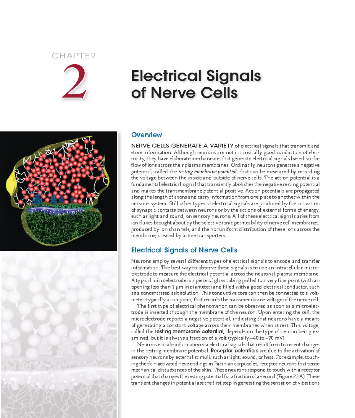 Caps 2 - electrical signals - Electrical Signals of Nerve Cells ...