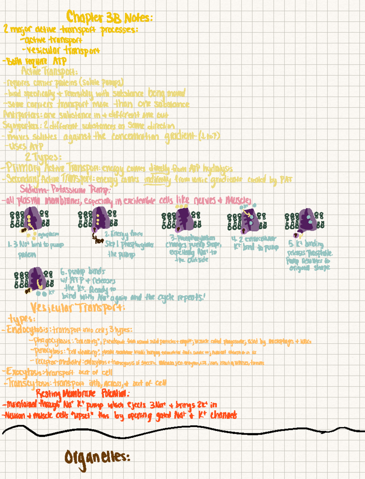 Chapter 3B Notes - BIOL 2111 - Studocu