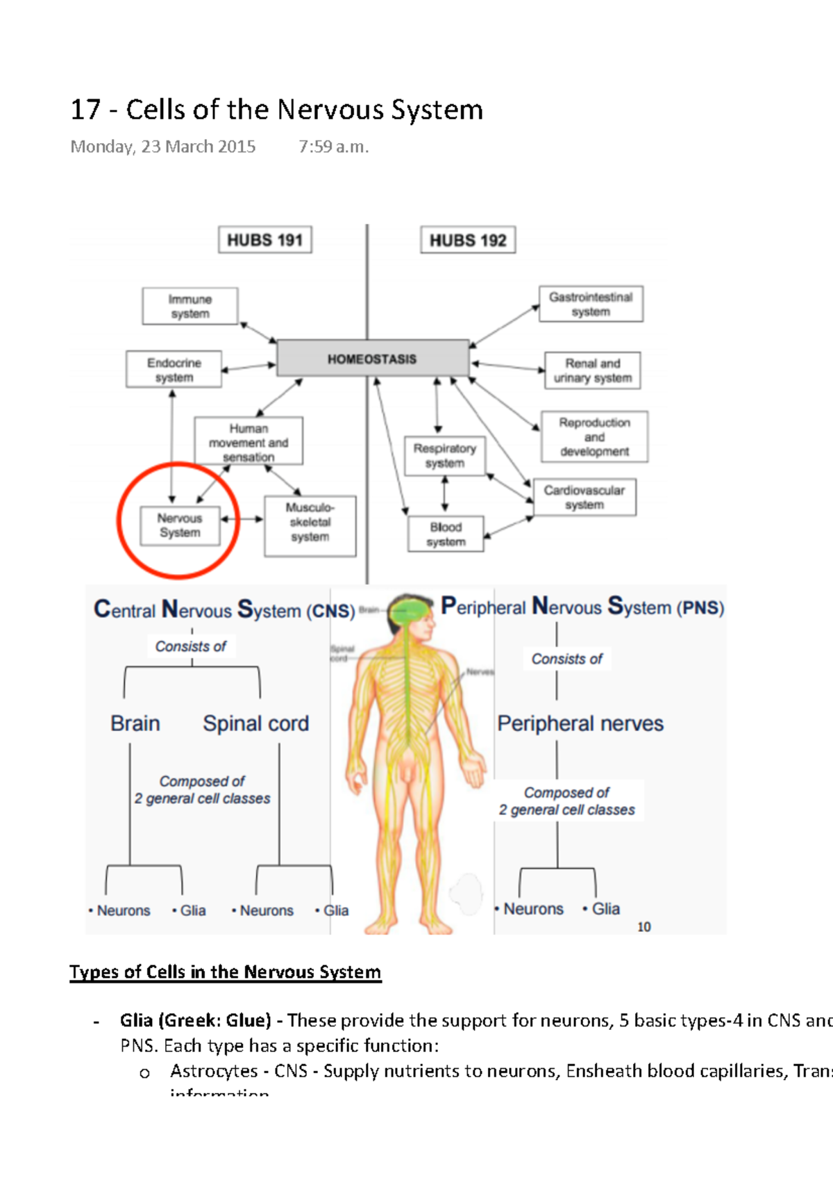 17 - Cells of the Nervous System - Warning: TT: undefined function: 32 Types of Cells in the ...