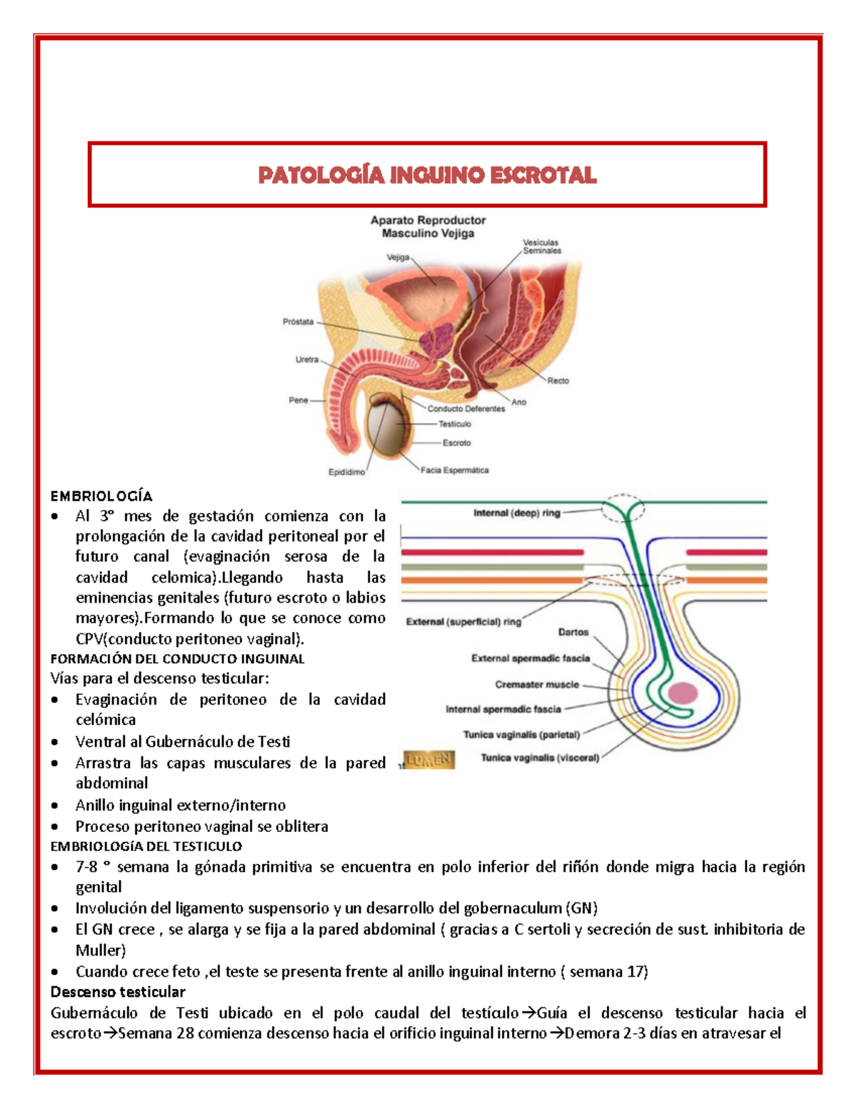 Inguino Escrotal - Al mes de comienza con la de la cavidad peritoneal ...