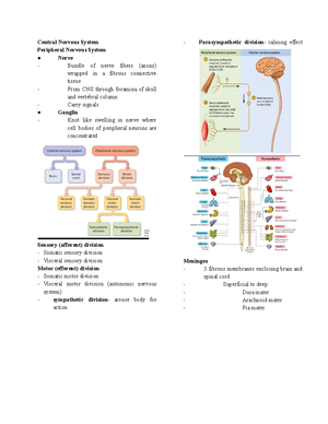 Integumentary System LAB - INTEGUMENTARY SYSTEM derived from the Latin ...