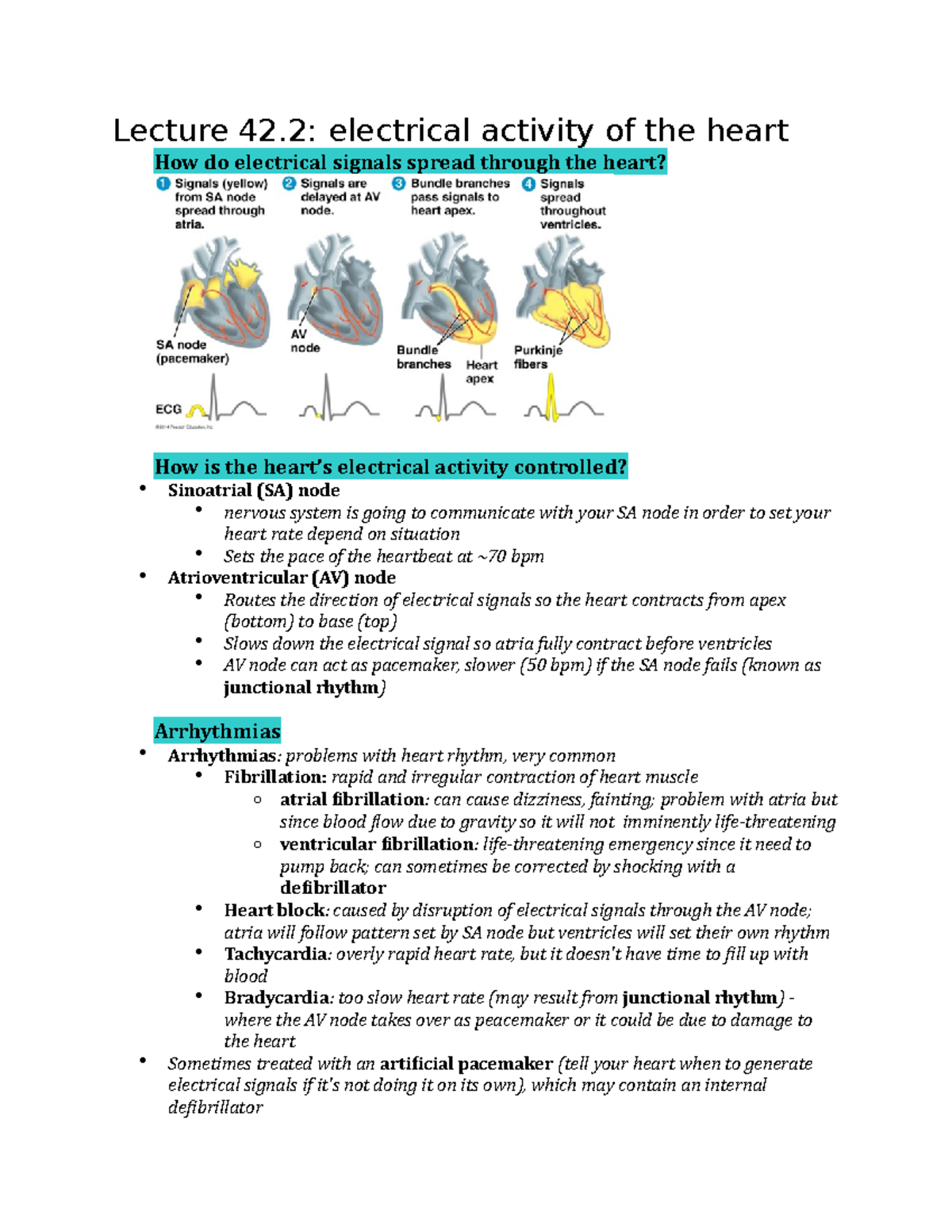 Chpater 42 part 2 - Lecture 42: electrical activity of the heart How do ...