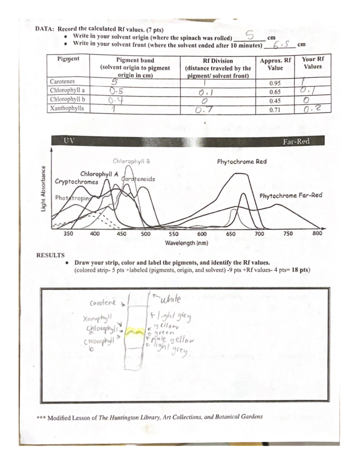 Spinach lab - Studocu