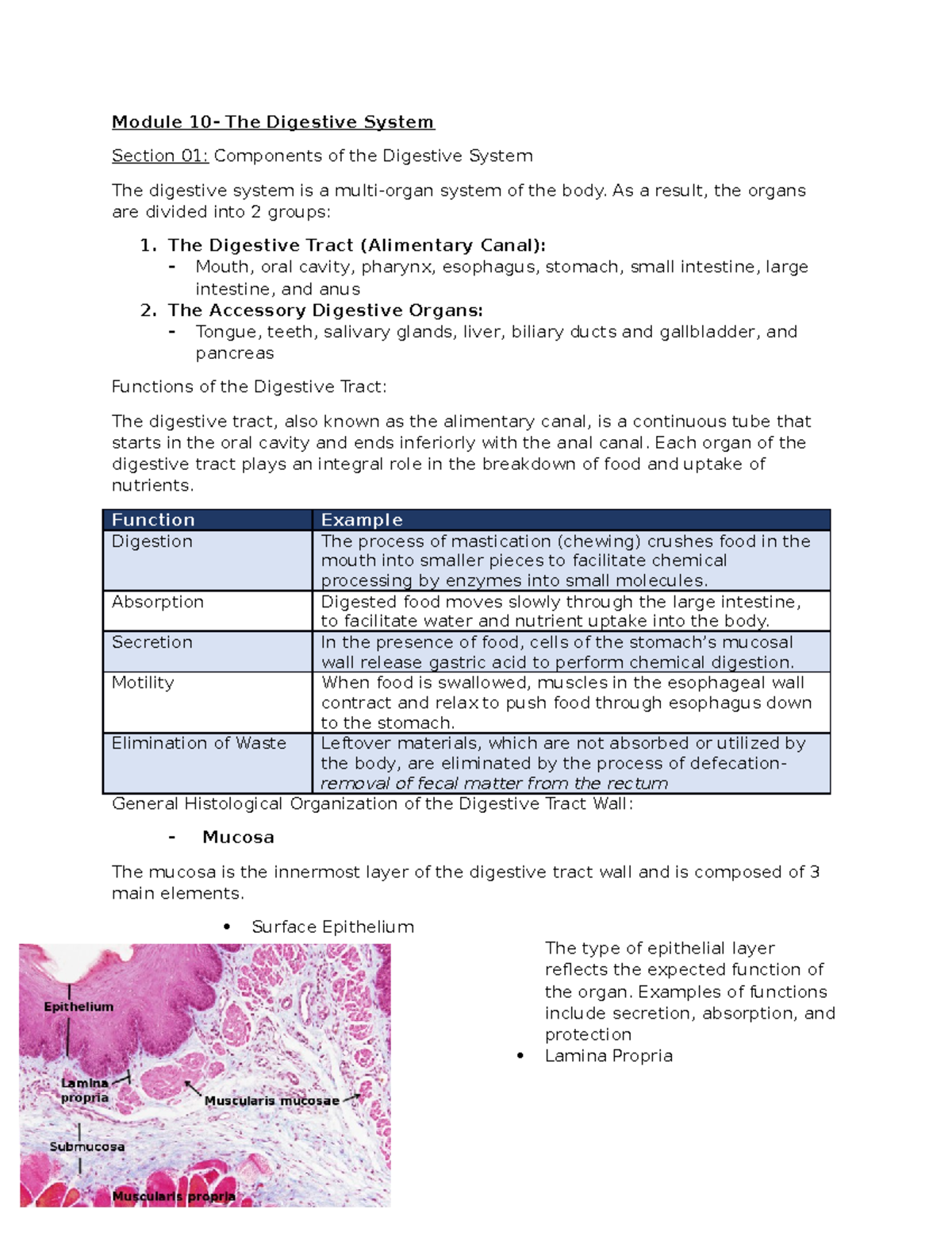 ANAT- Module 10 Notes - Module 10- The Digestive System Section 01 ...