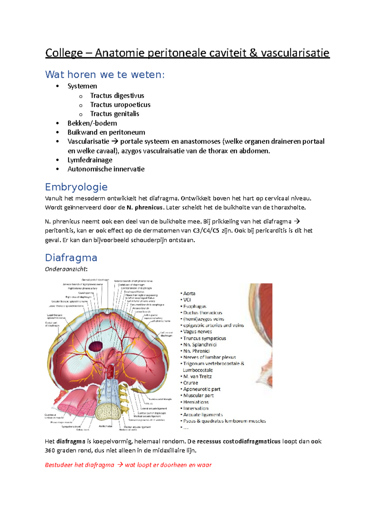 College - Anatomie peritoneale caviteit en vascularisatie - College ...