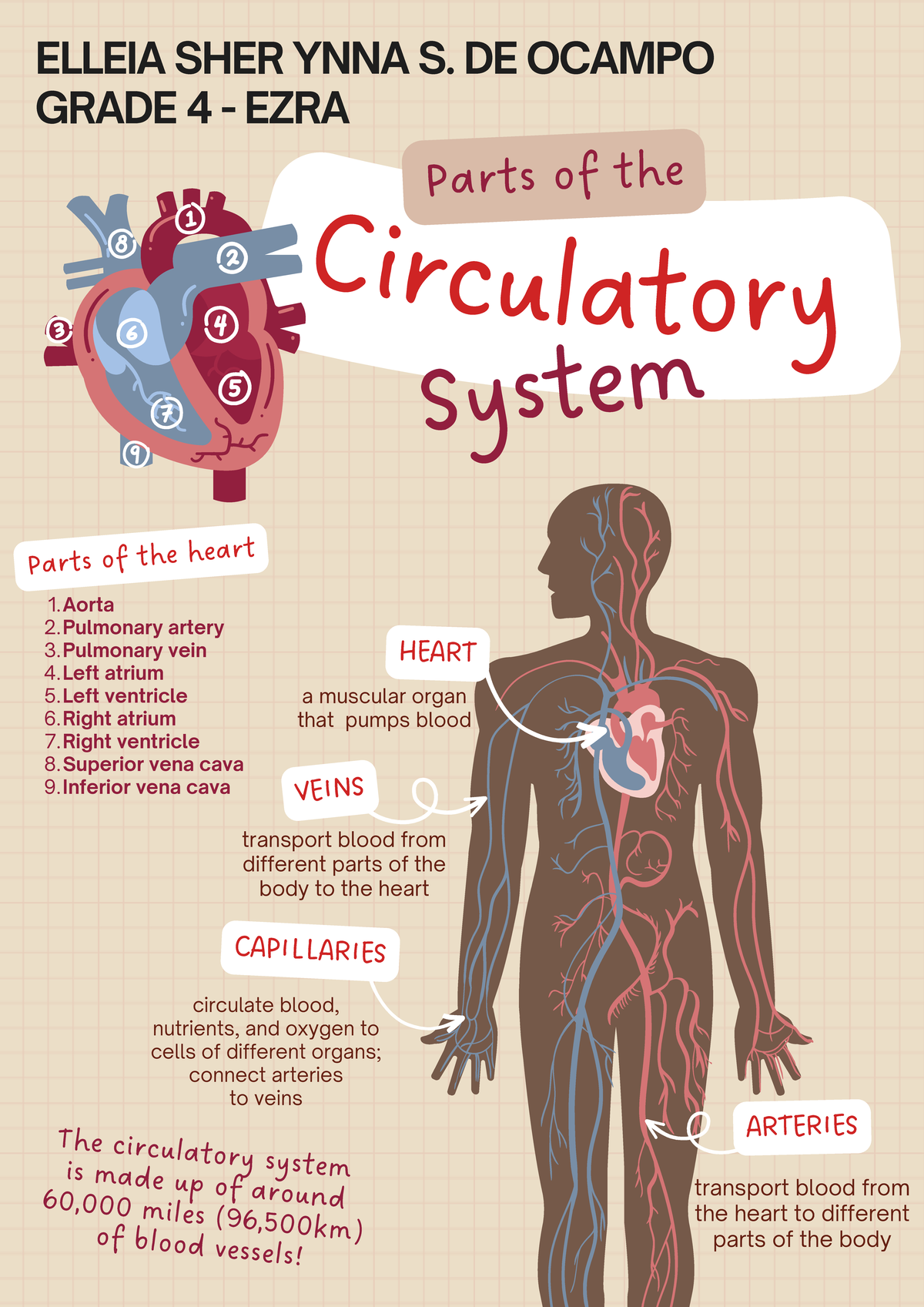 Parts of the Human Circulatory System Science Poster in Light Brown ...