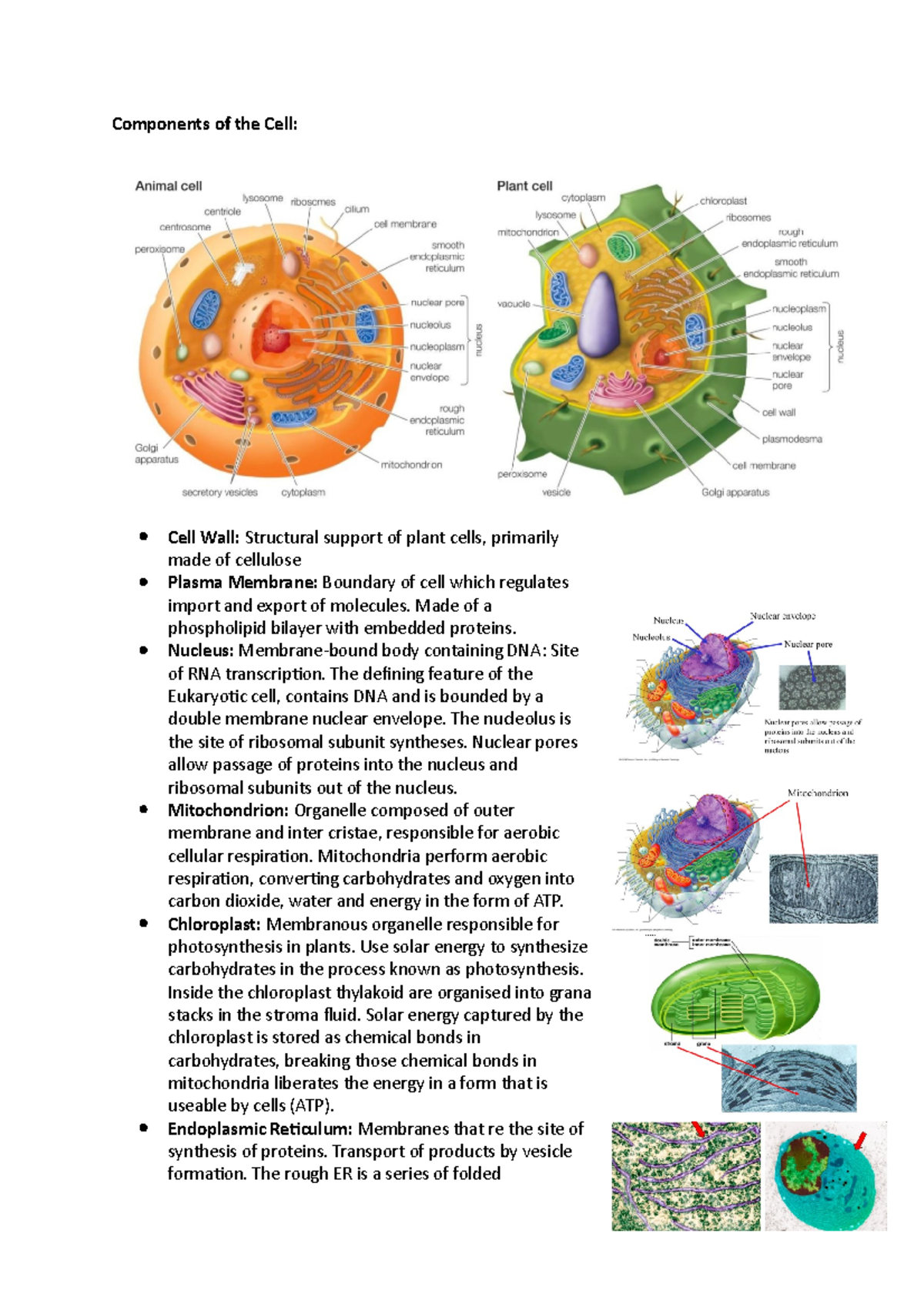 Components of the Cell - Lecture notes 1-3 - Components of the Cell ...