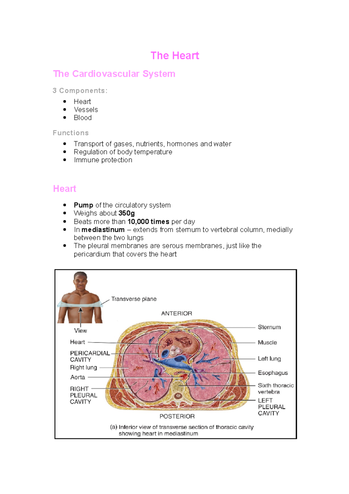 The Heart - The Heart The Cardiovascular System 3 Components: Heart ...