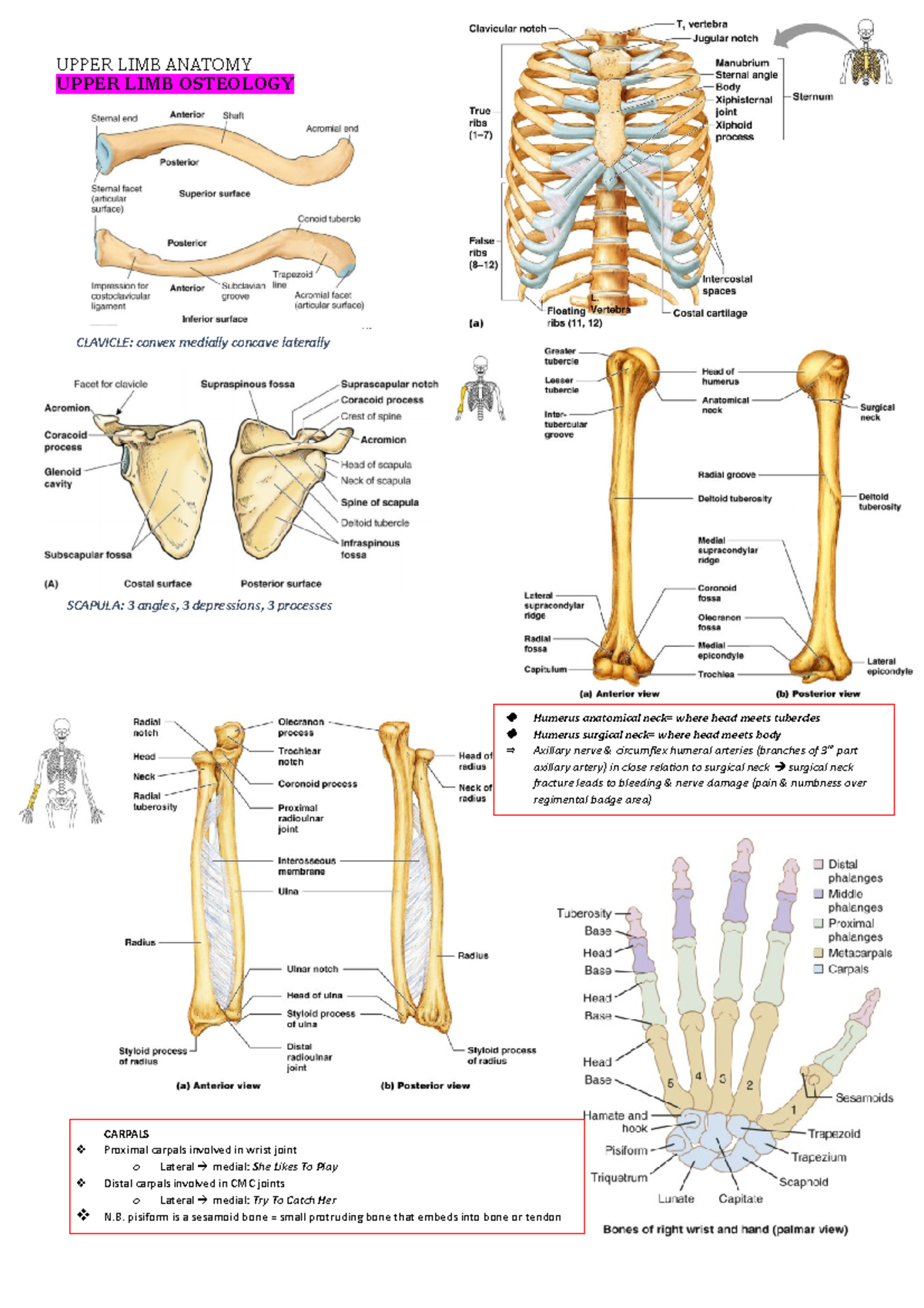 Upper Limb Anatomy Notes Booklet - UPPER LIMB OSTEOLOGY CLAVICLE ...