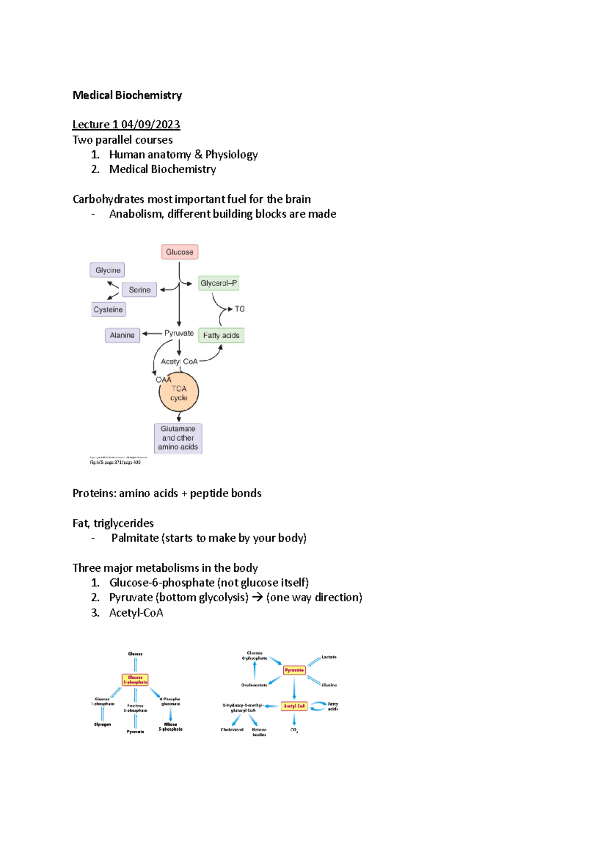 Medical Biochemistry - HC 1 2 en 3 - Medical Biochemistry Lecture 1 04 ...
