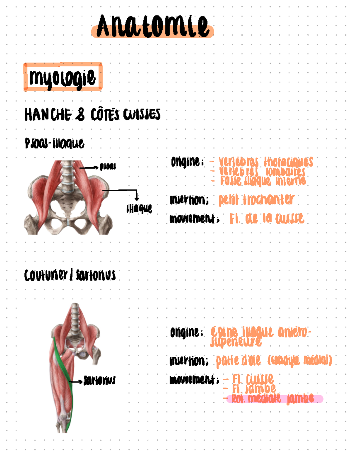 Résumé anatomie et mouvements des membres inférieurs - Anatomie ...