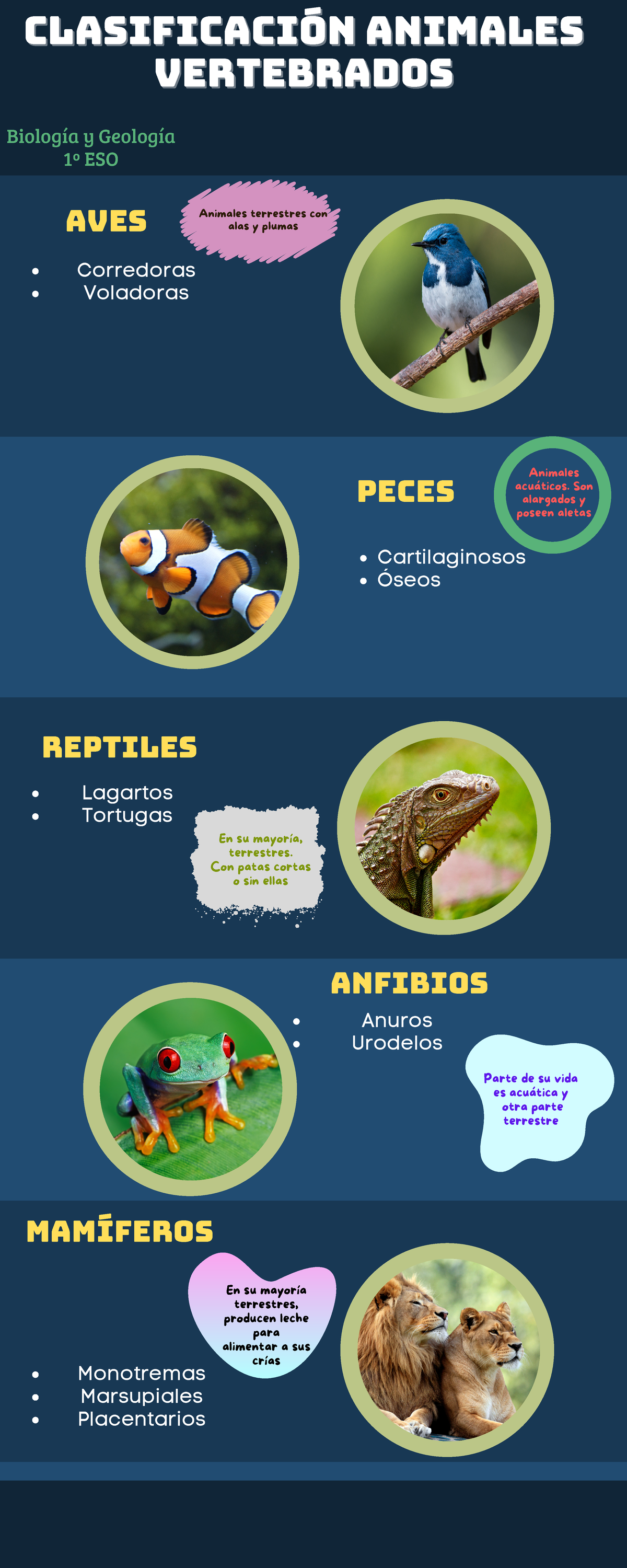 Infografia 1º ESO Biologia Y Geologia Clasificacion Animales ...