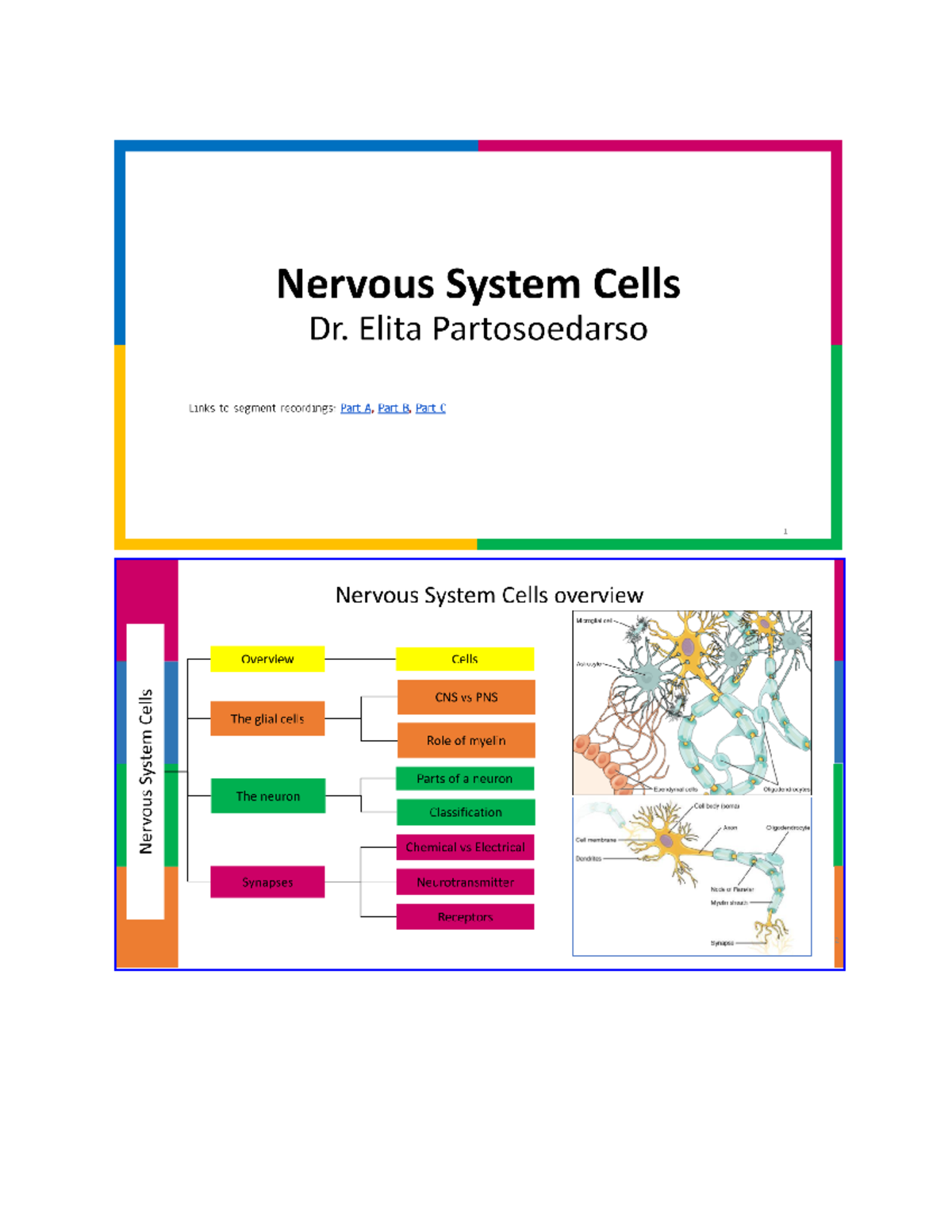 Lecture 14 Nervous System Cells - HLSC1700 - Studocu