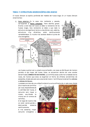TEMA 2 tejido epitelial - Warning: TT: undefined function: 32 Warning: TT: undefined function ...