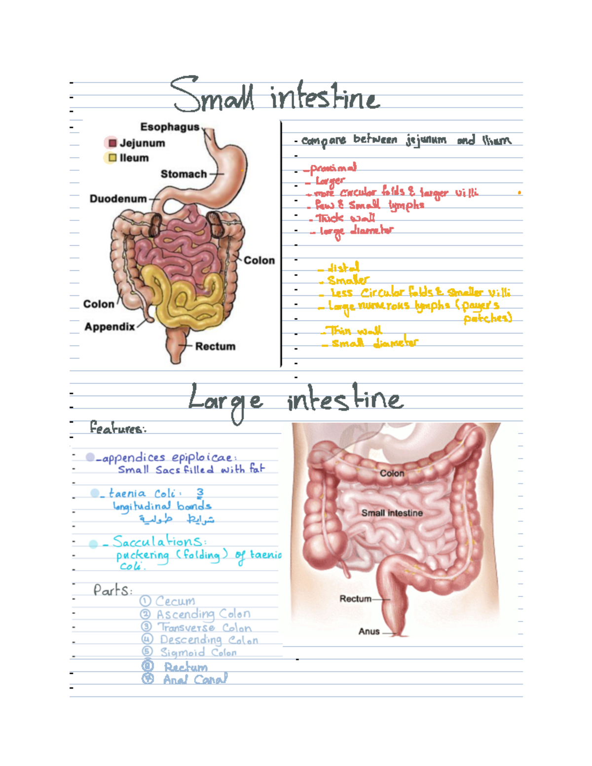 General Anatomy Oct 10, 2019 - Small intestine compare between jejunum ...