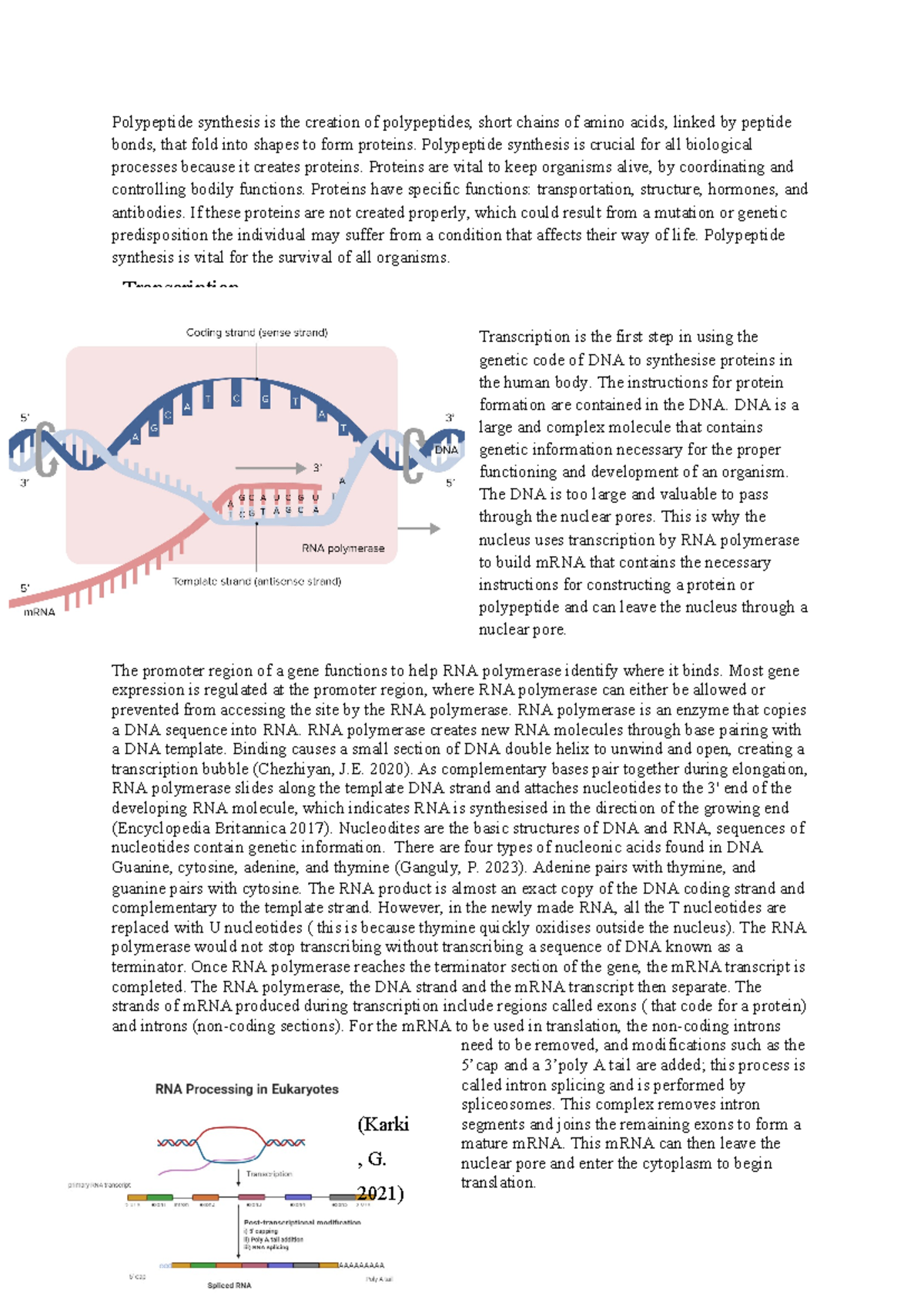 Polypeptide synthesis - Polypeptide synthesis is crucial for all ...