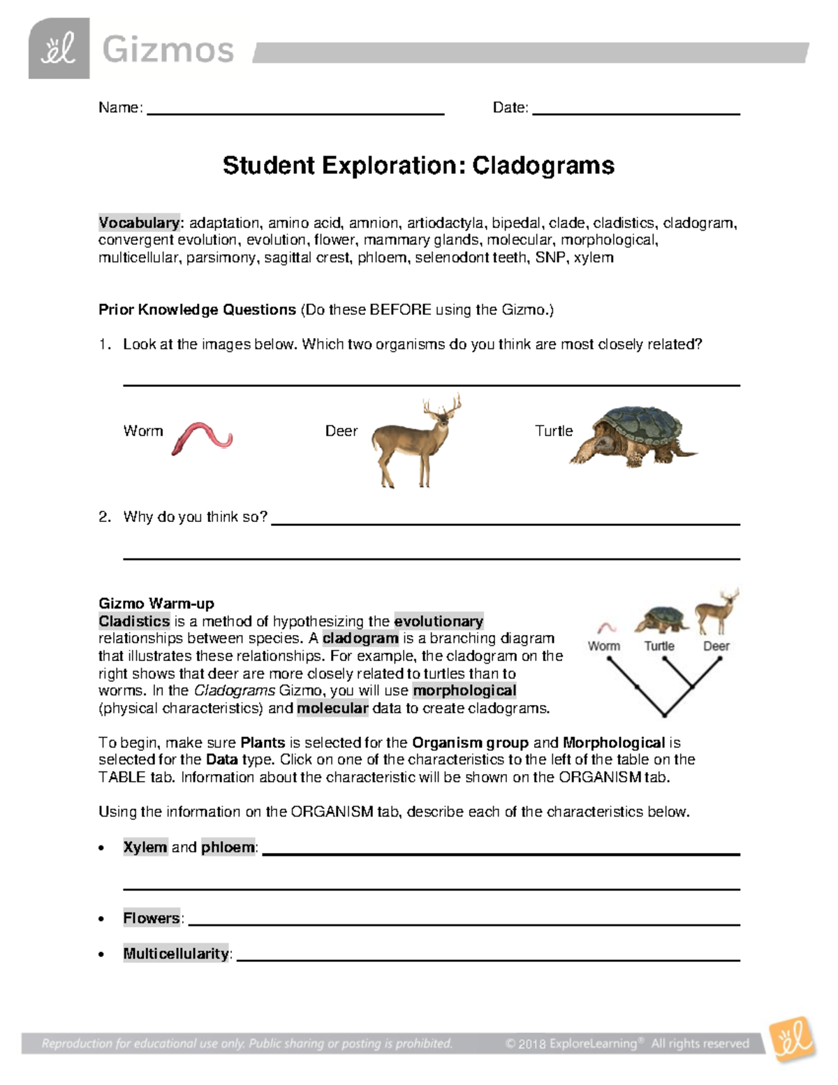 Cladograms SE Worksheet PDF Name Date Student Exploration