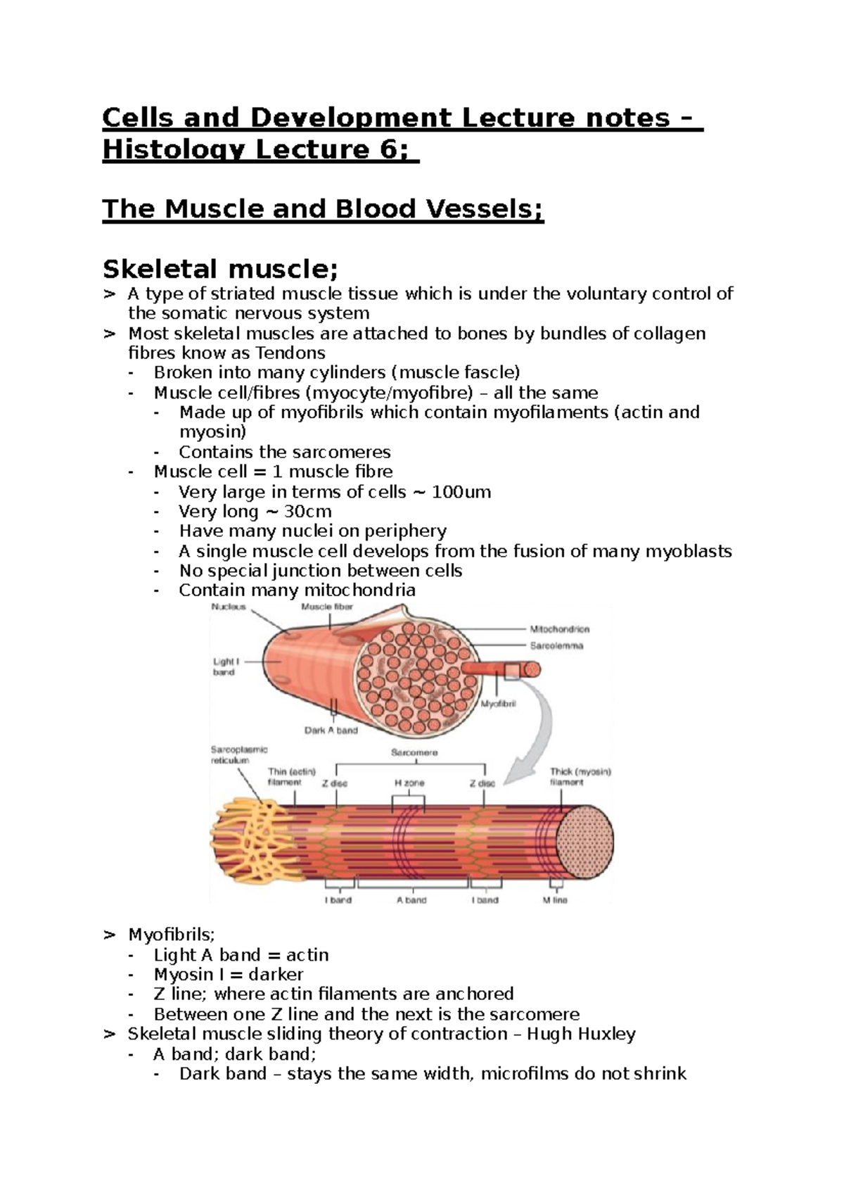 Cells and Development Lecture notes – Histology Lecture 6 - Studocu