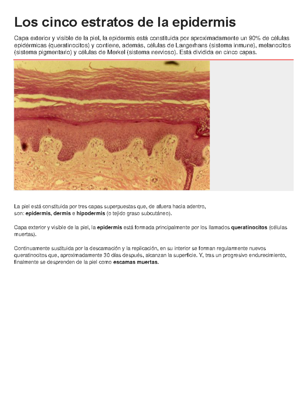 Los cinco estratos de la epidermis - Está dividida en cinco capas. La ...