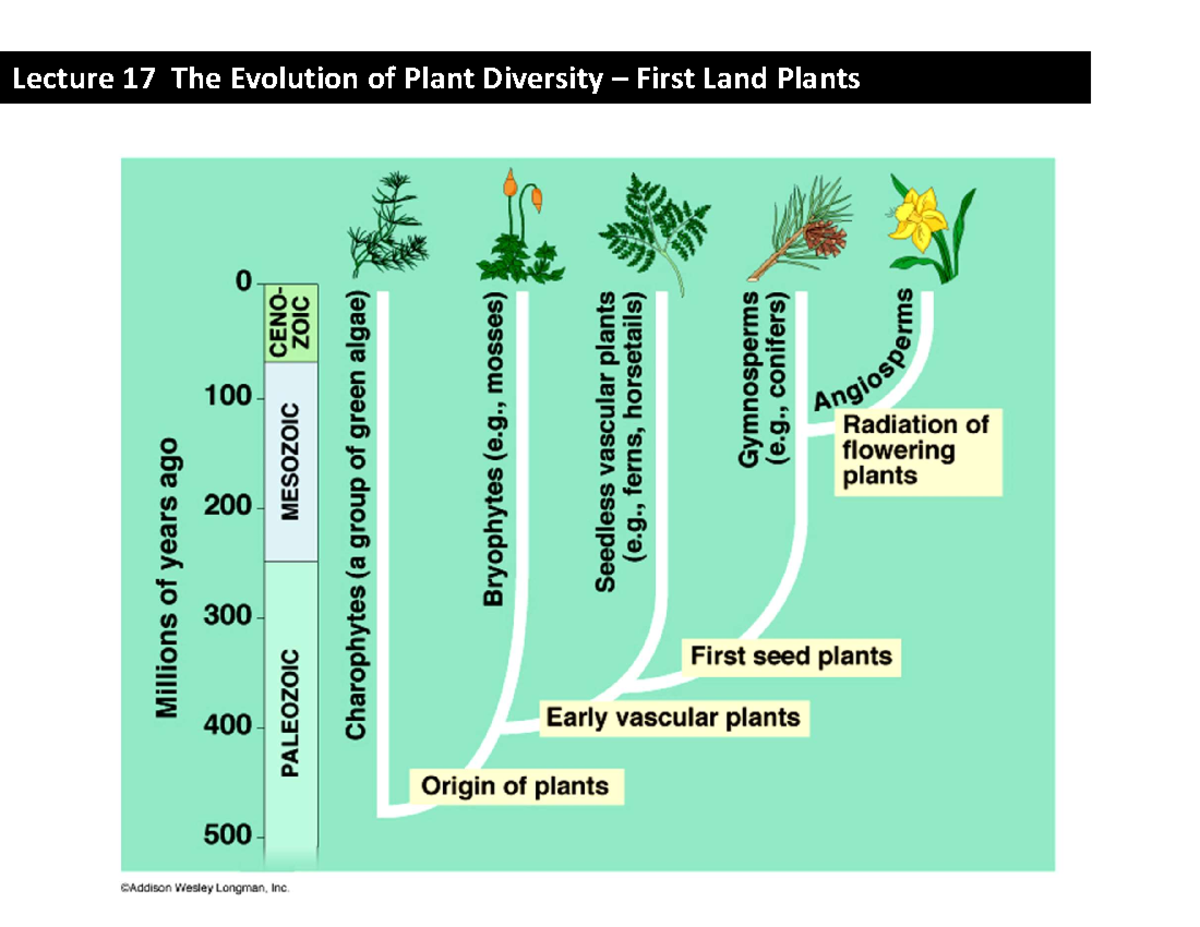 First Land Plants - mosses - Lecture 17 The Evolution of Plant ...