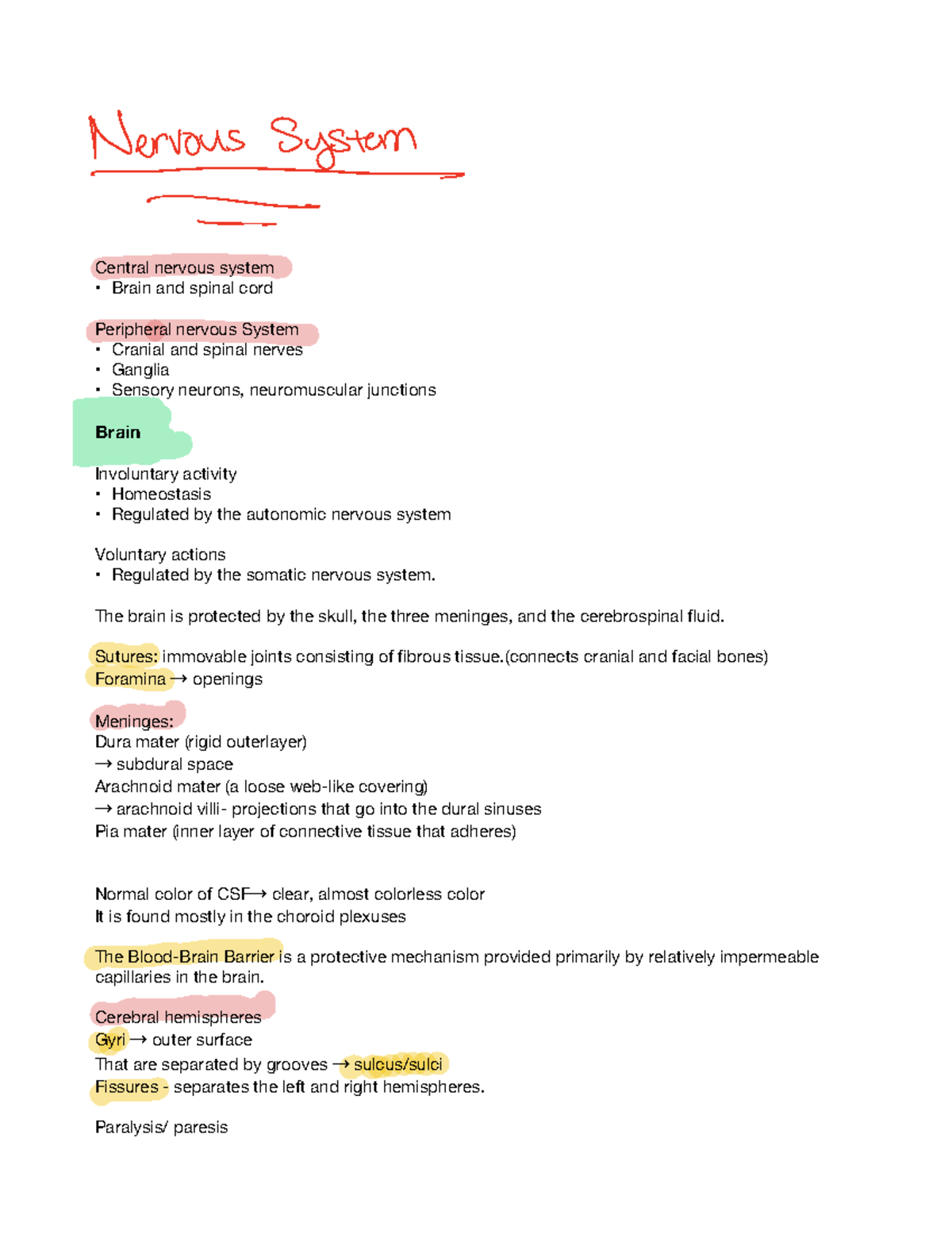 Ch 14 study guide - Nervous system overview - Central nervous system " Brain and spinal cord ...