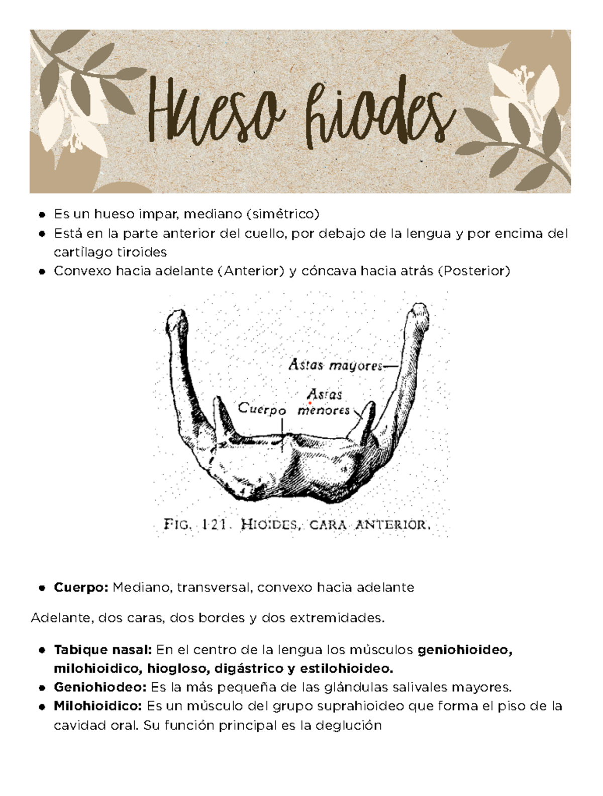 Hueso hiodes y su descripcion breve - Adelante, dos caras, dos bordes y ...