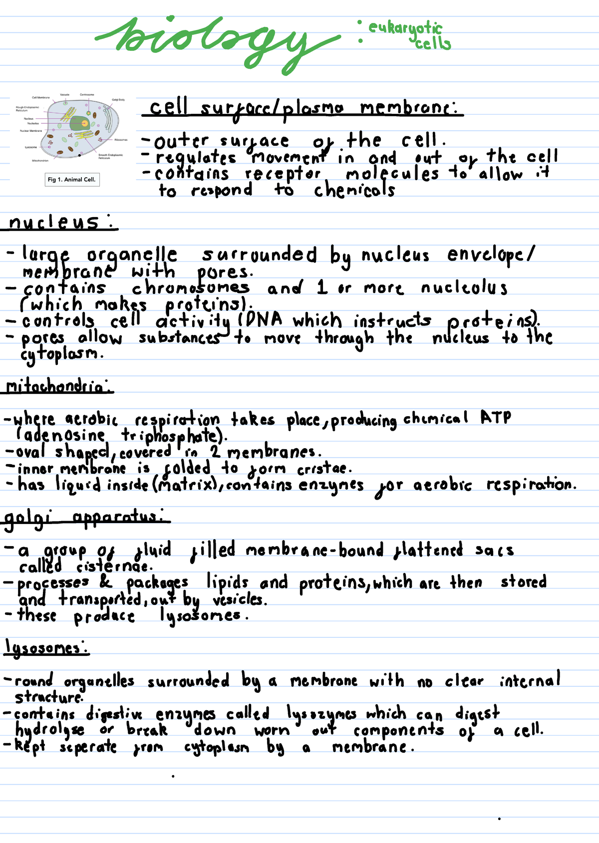 Cell Basics - basic cell components - Studocu