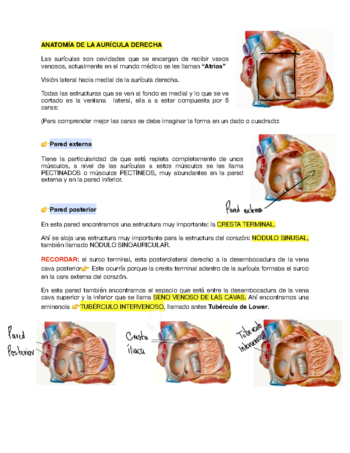 AnatomíA DE LAS AURÍ Culas - ANATOMÍA DE LA AURÍCULA DERECHA Las ...