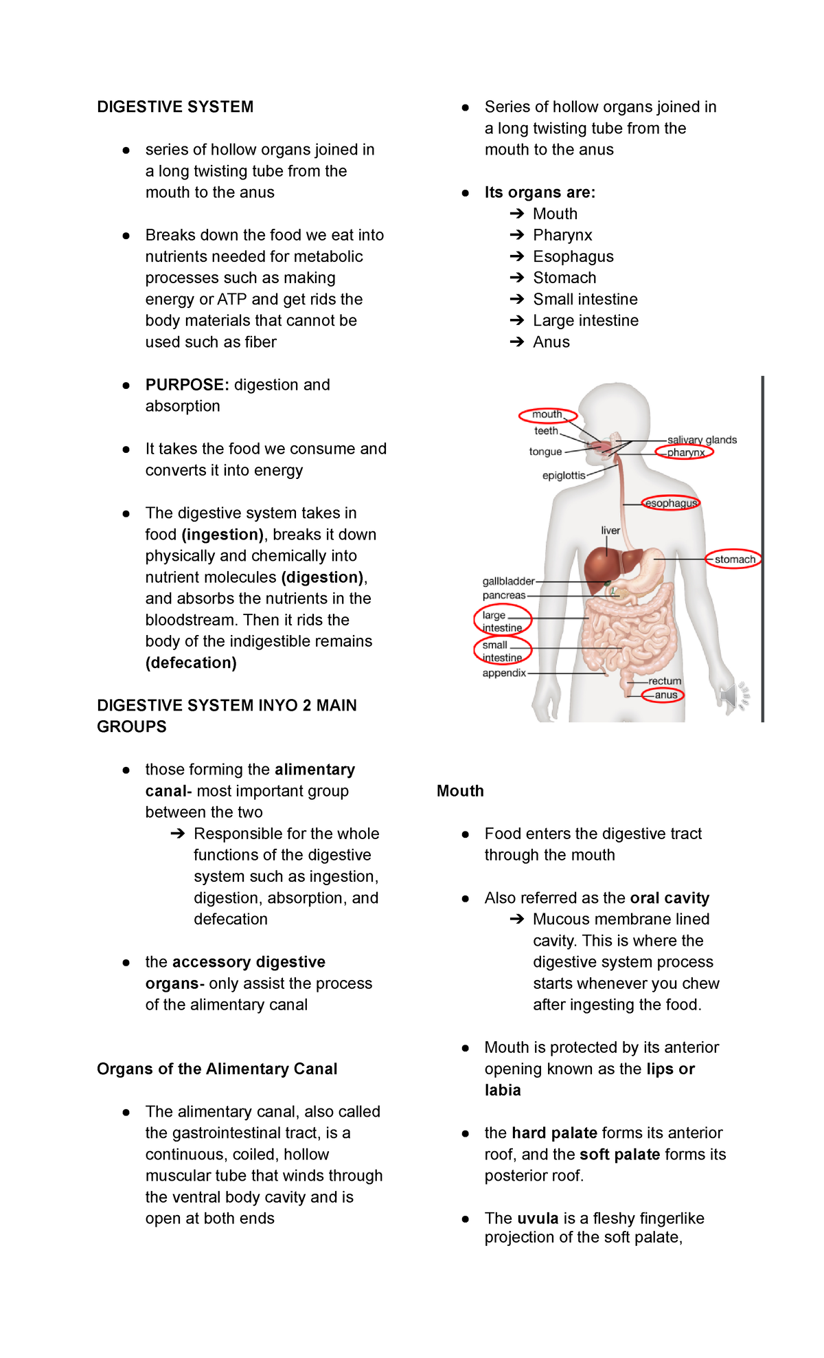 Digestive System - :)) - DIGESTIVE SYSTEM series of hollow organs joined in a long twisting tube ...