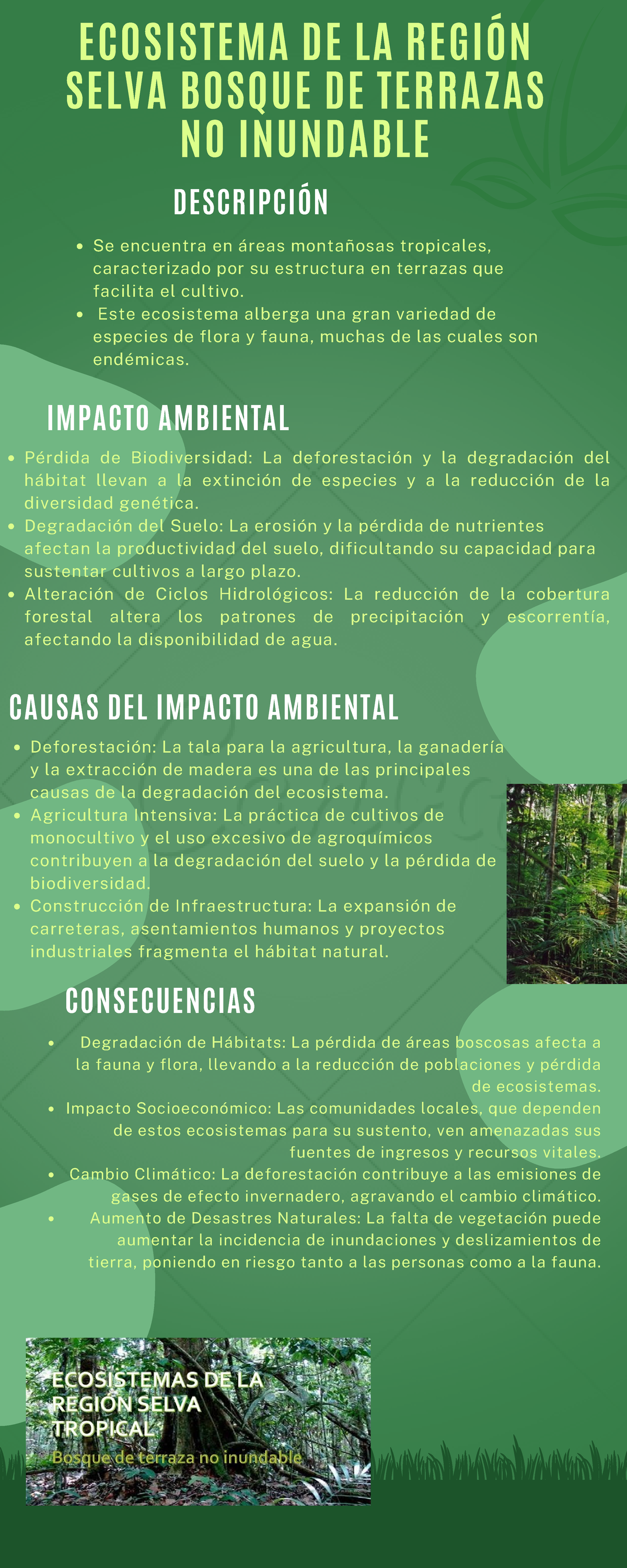 Infografia de la AP2 - informe - ECOSISTEMA DE LA REGIÓN SELVA BOSQUE ...