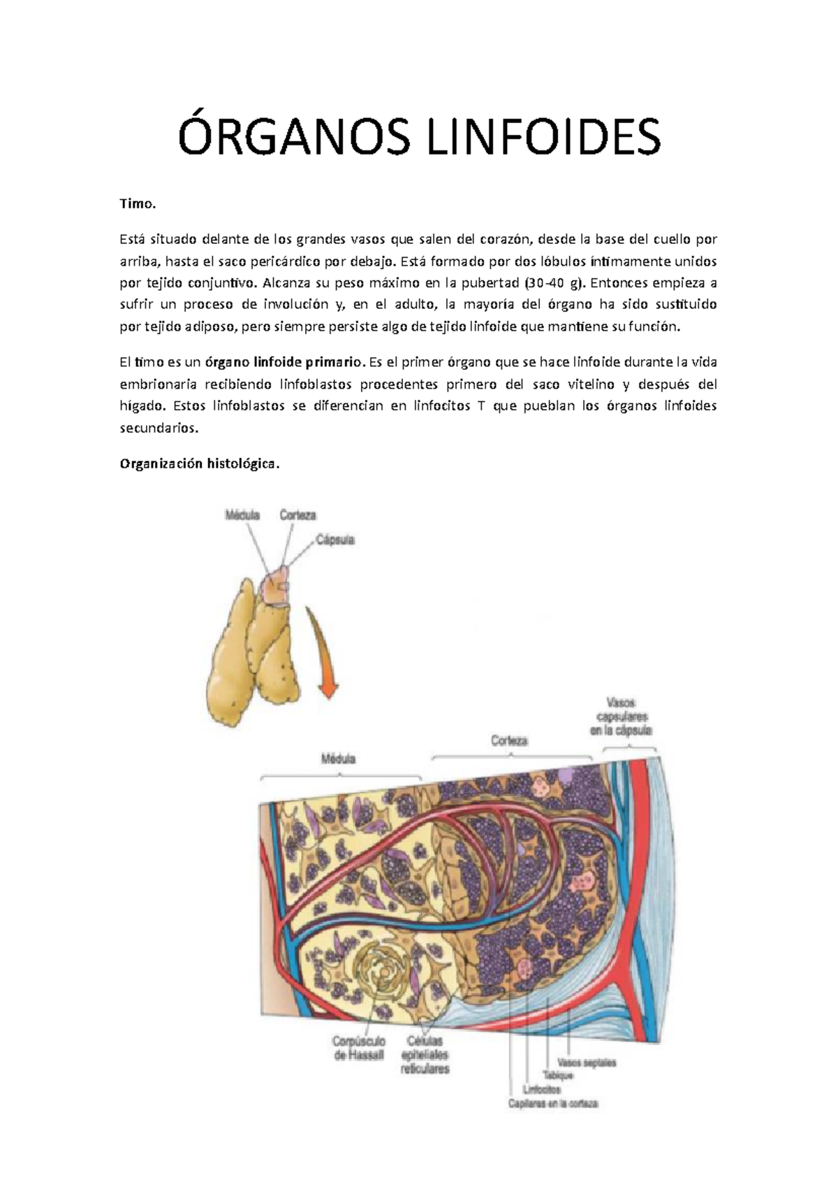 Órganos linfoides - 2º curso Biología, Universidad de Córdoba ...