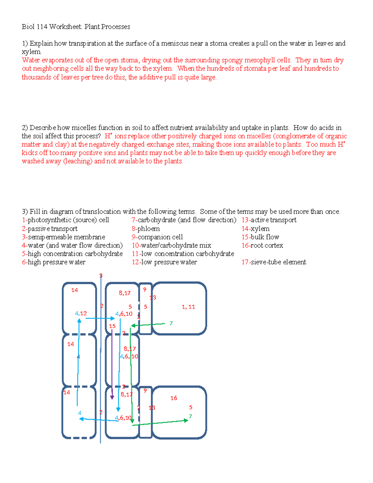 3-12 In-class worksheet- Plant Processes KEY - Biol 114 Worksheet ...