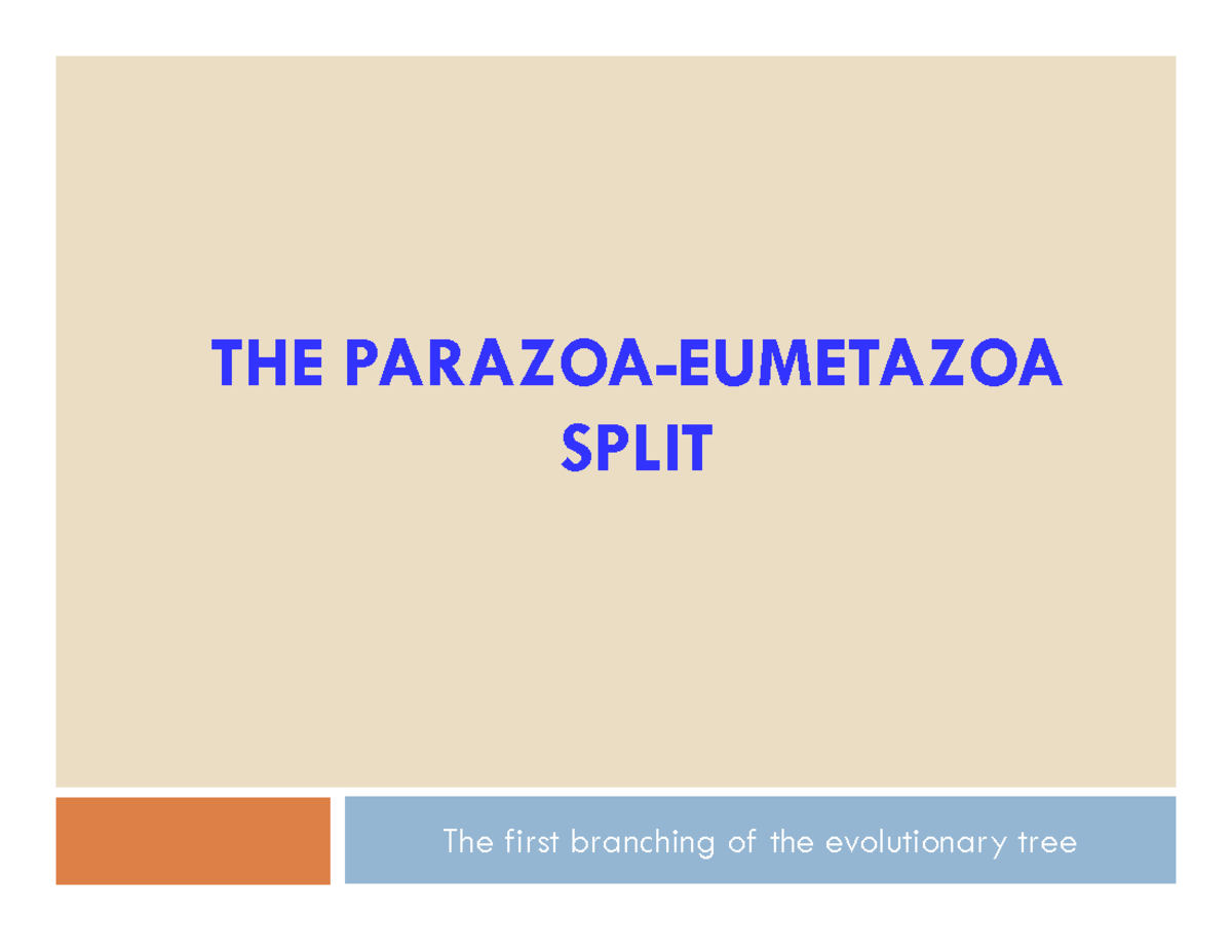 Lecture 06- Parazoa-Eumetazoa split 16-02-2018 - THE PARAZOA-EUMETAZOA ...