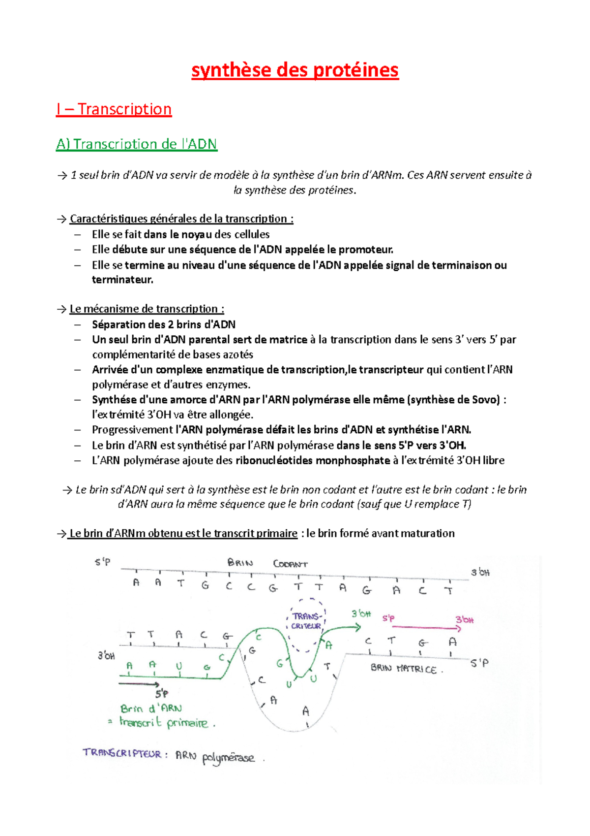 Synthèse des protéines - synthèse des protéines I – Transcription A ...