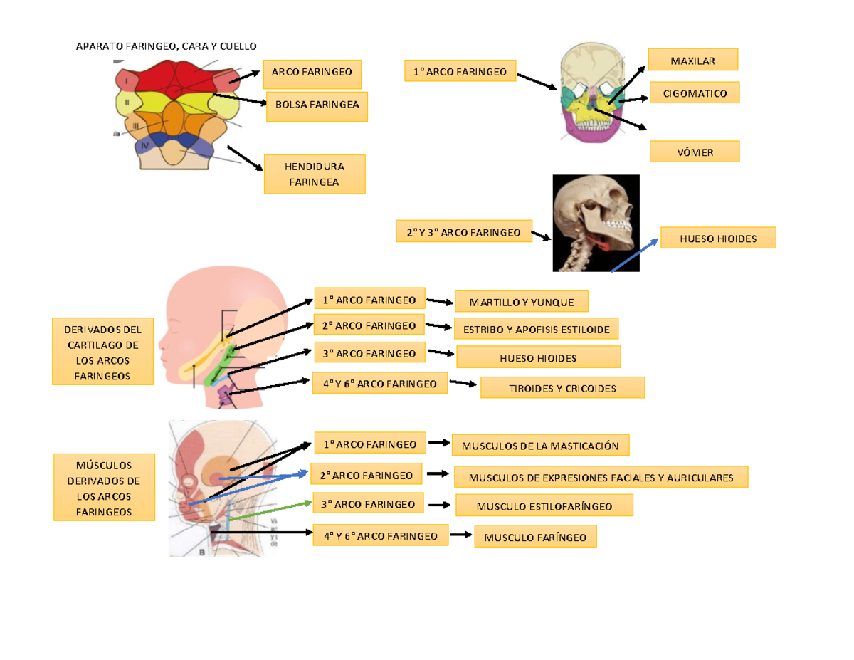 Aparato Faringeo, CARA Y Cuello - APARATO FARINGEO, CARA Y CUELLO ARCO ...