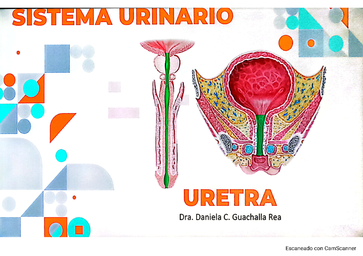 Uretra masculina y femenina - SISTEMA URINARIO 80 URETRA Dra. Daniela C ...